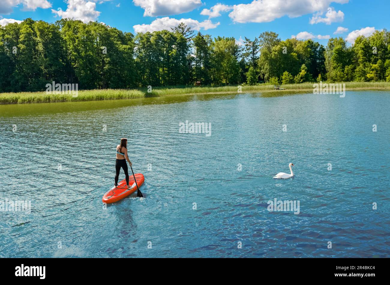 Girl paddling on SUP board near white swan bird on beautiful lake ...