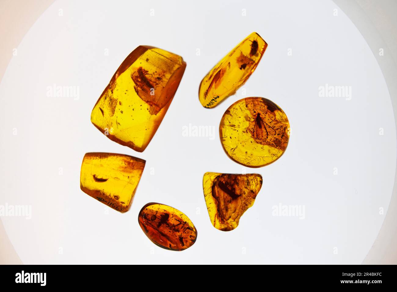 Amber with insect inclusions in the castle of Count Tiszkiewicz, Amber ...