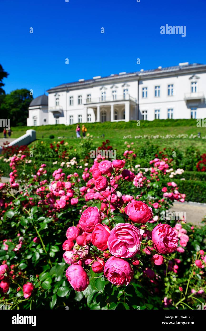 Rose hedges in the castle of Count Tiszkiewicz, Amber Museum, Palanga ...