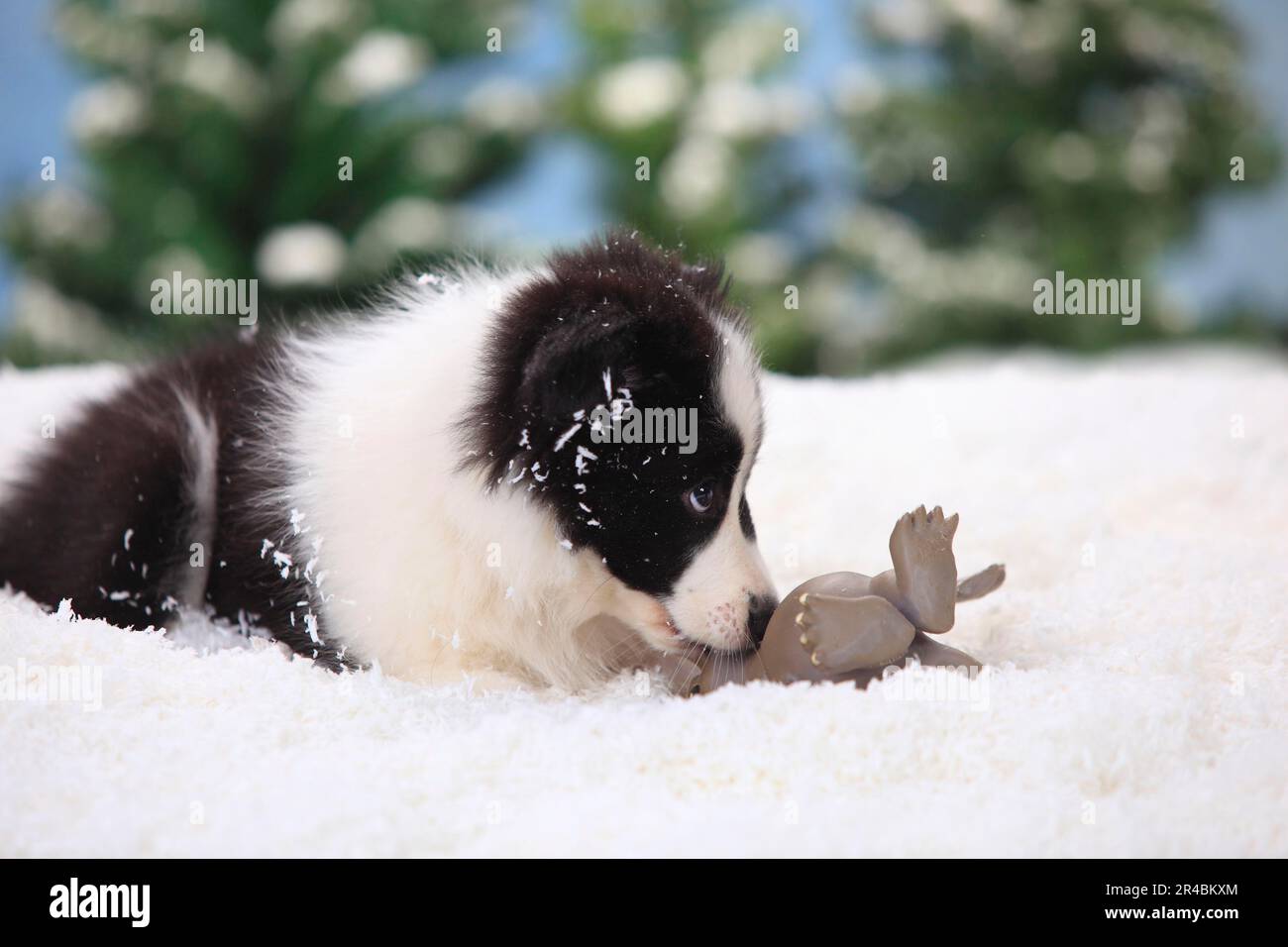 Border collie puppy with toy hi-res stock photography and images - Alamy