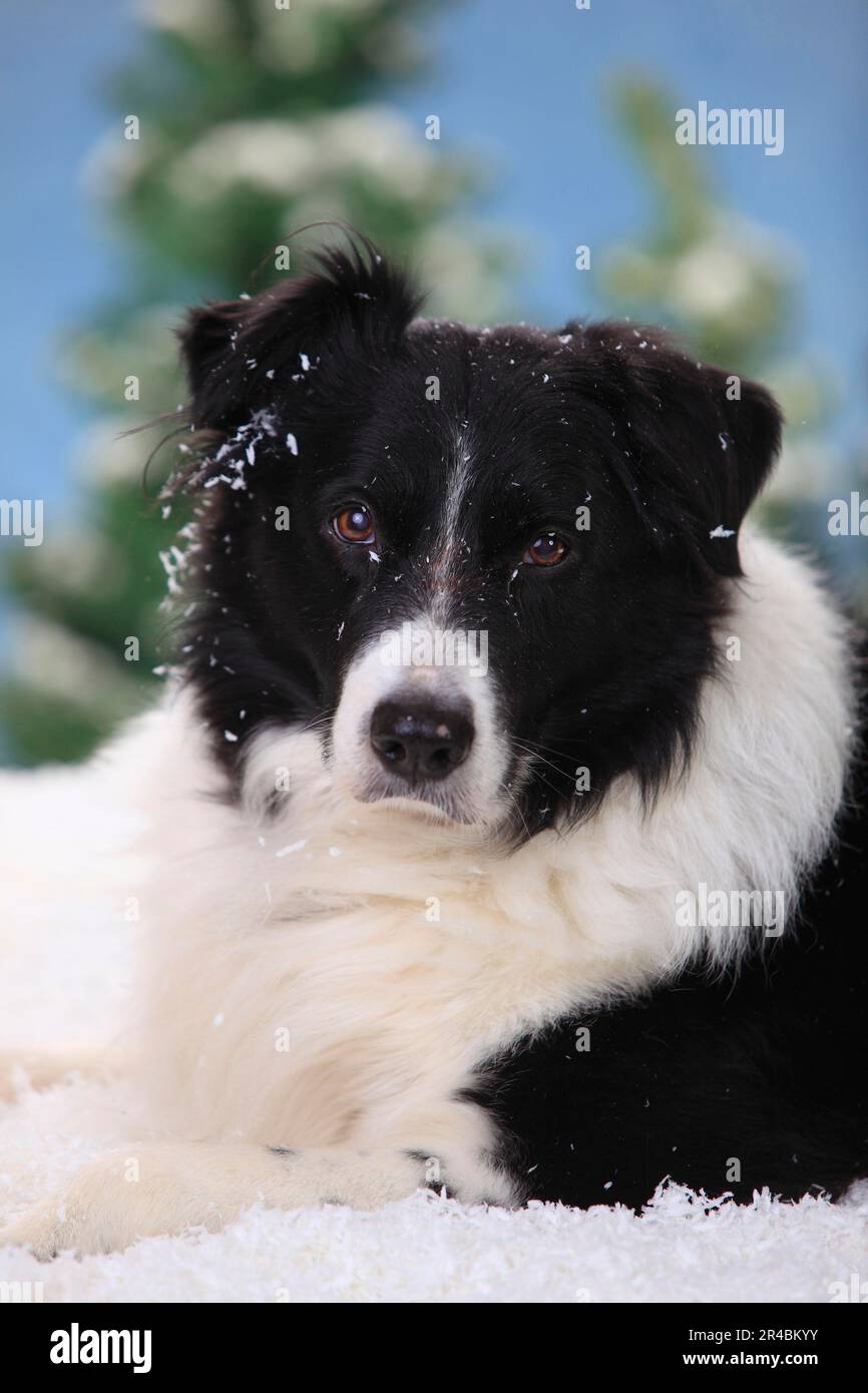 Border collie, 15 years old Stock Photo - Alamy