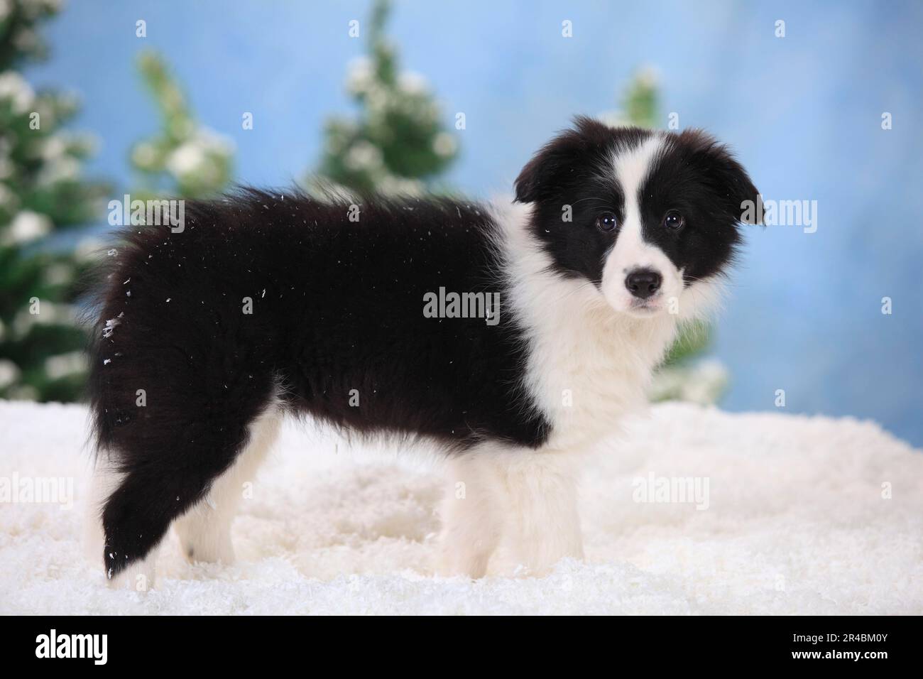 Border Collie, puppy, 11 weeks Stock Photo - Alamy