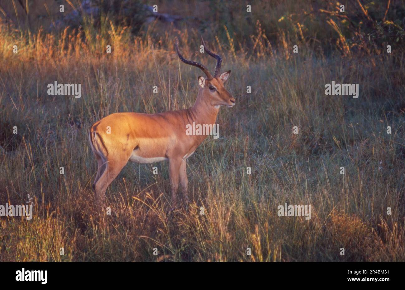 An adult impala ram in Kruger National Park in South Africa Stock Photo ...