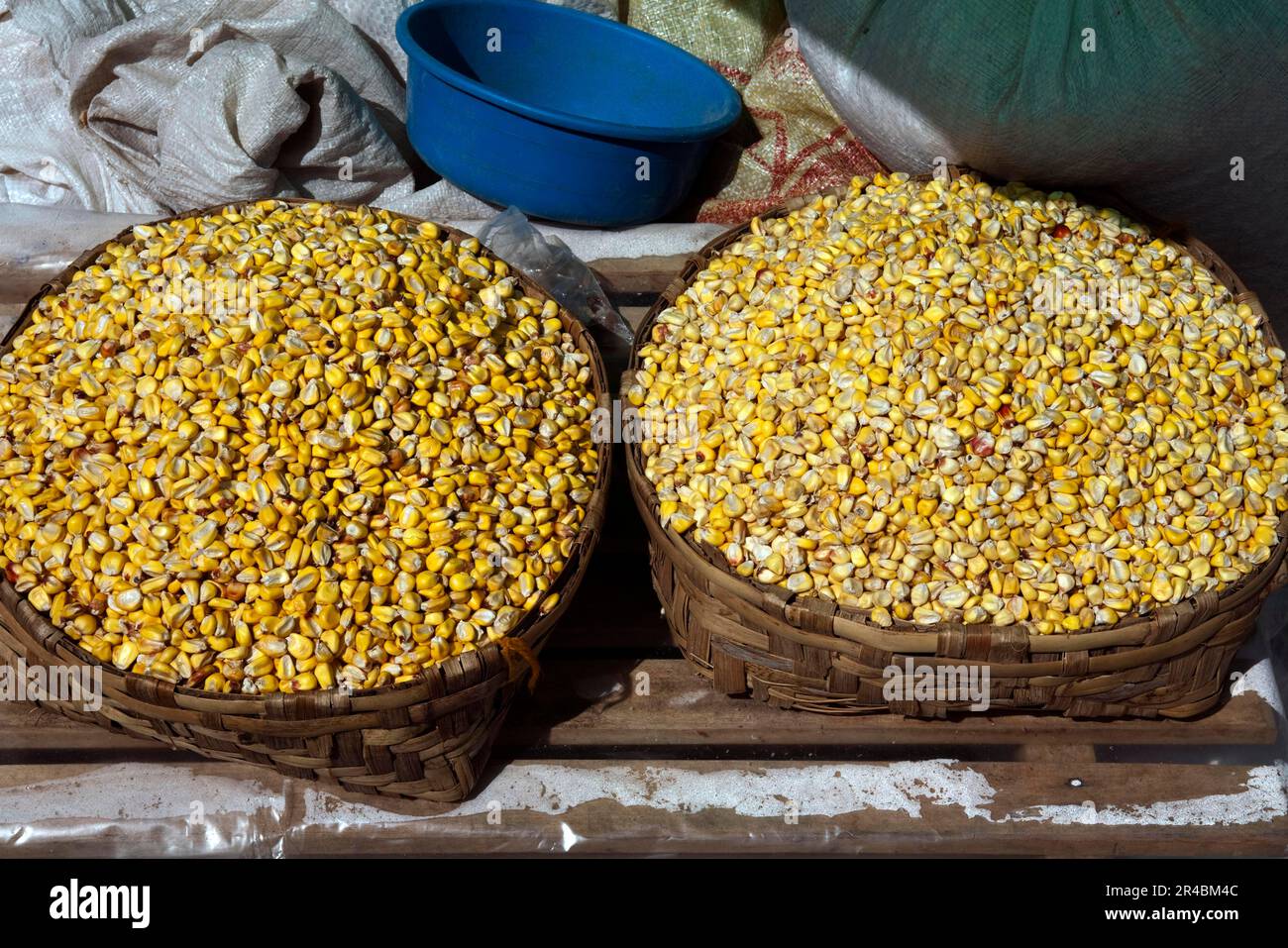 Corn (Zea mays), province Imbabura, Ecuador Stock Photo - Alamy