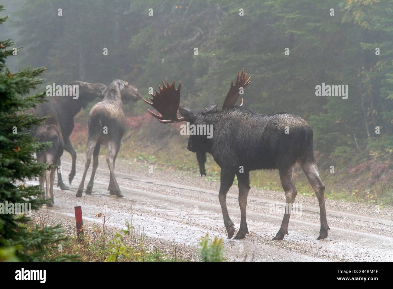 Male female moose during rutting hi-res stock photography and images ...