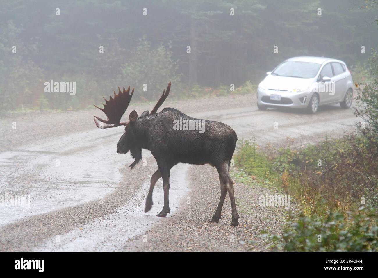 Moose and car hi-res stock photography and images - Alamy