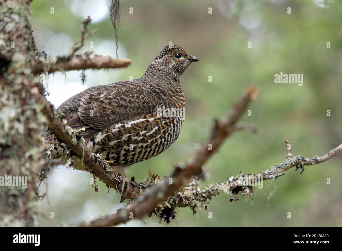 Spruce Grouse (Falcipennis canadensis), female, Gaspesie national park ...