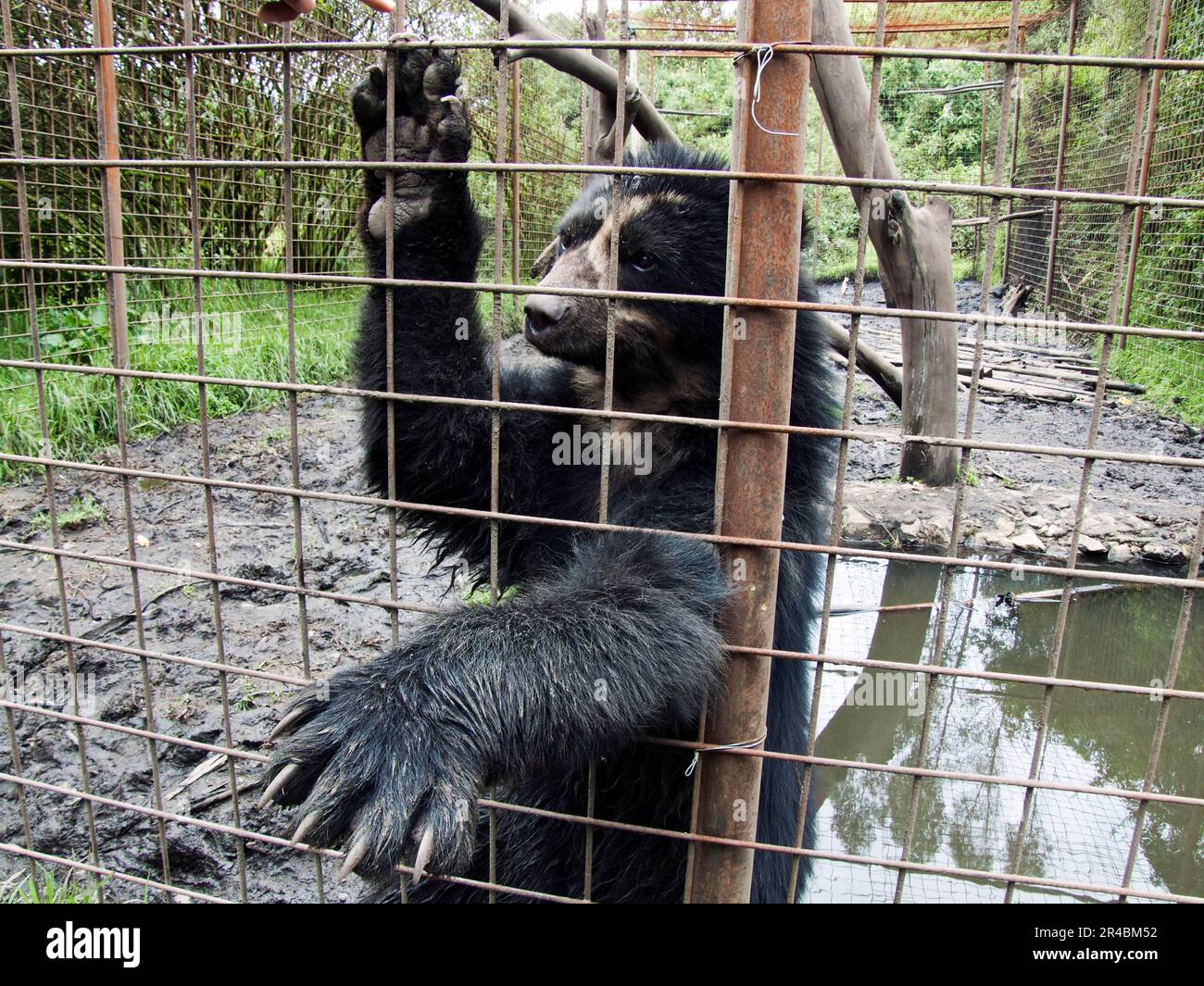 Spectacled Bear (Tremarctos ornatus), in enclosure, Santa Martha animal ...