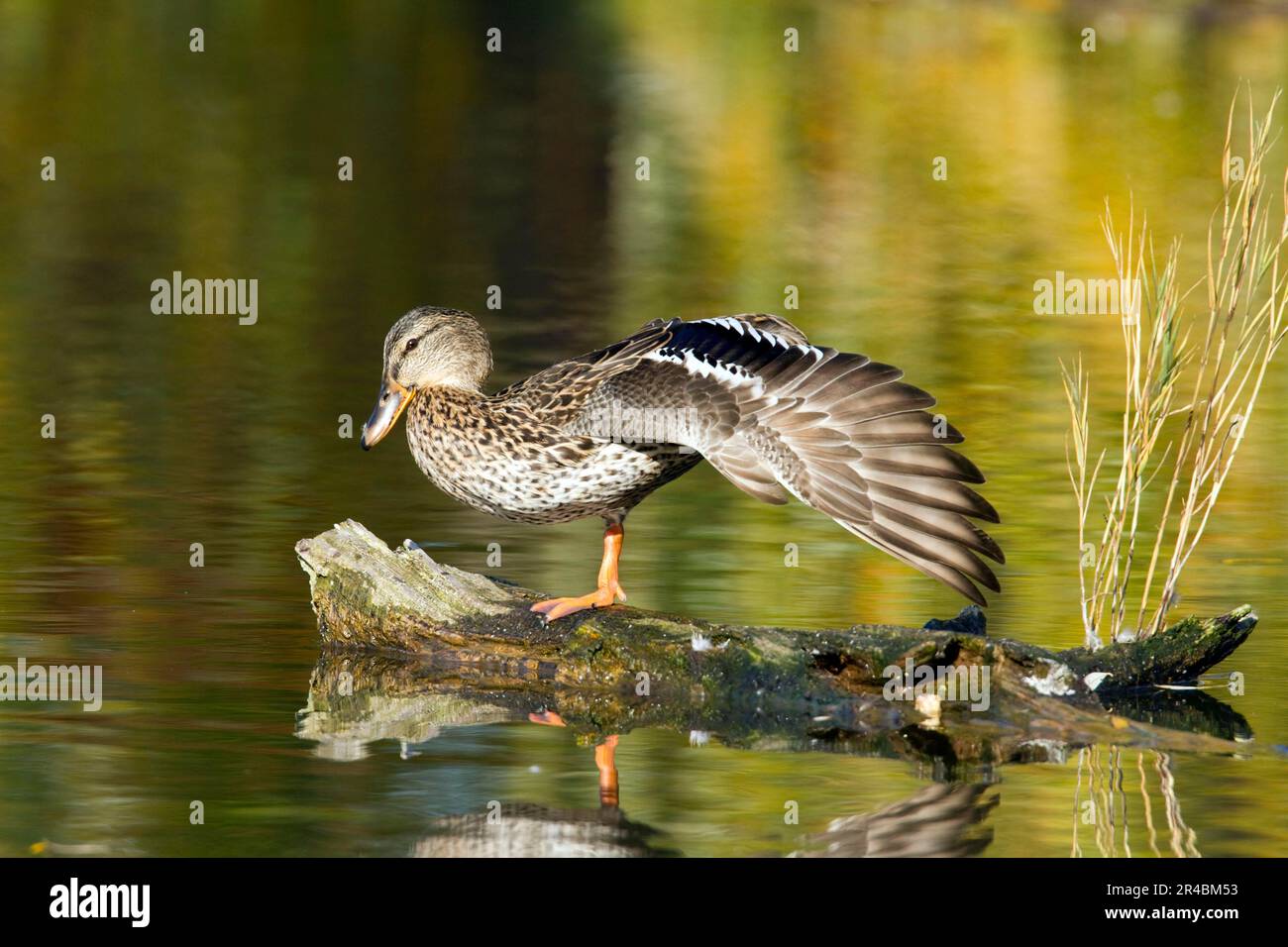 Mallard (Anas platyrhynchos), female stretching wing, Quebec, Canada ...