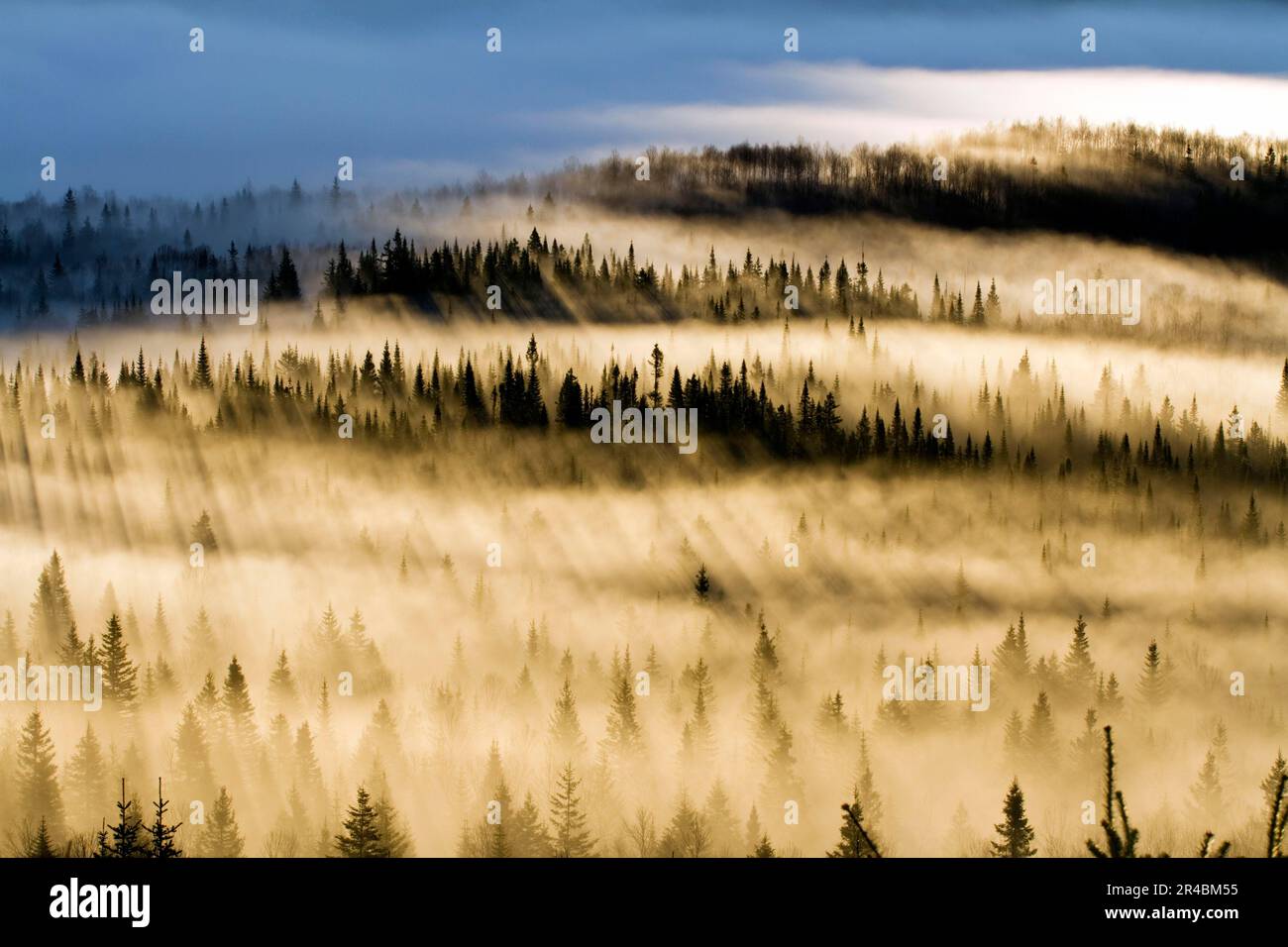 Coniferous forest, Gaspesie National Park, Quebec, Canada Stock Photo ...