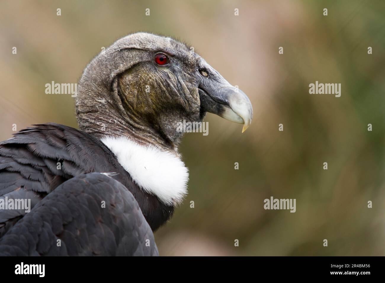 Andean Condor (Vultur gryphus), female Stock Photo - Alamy