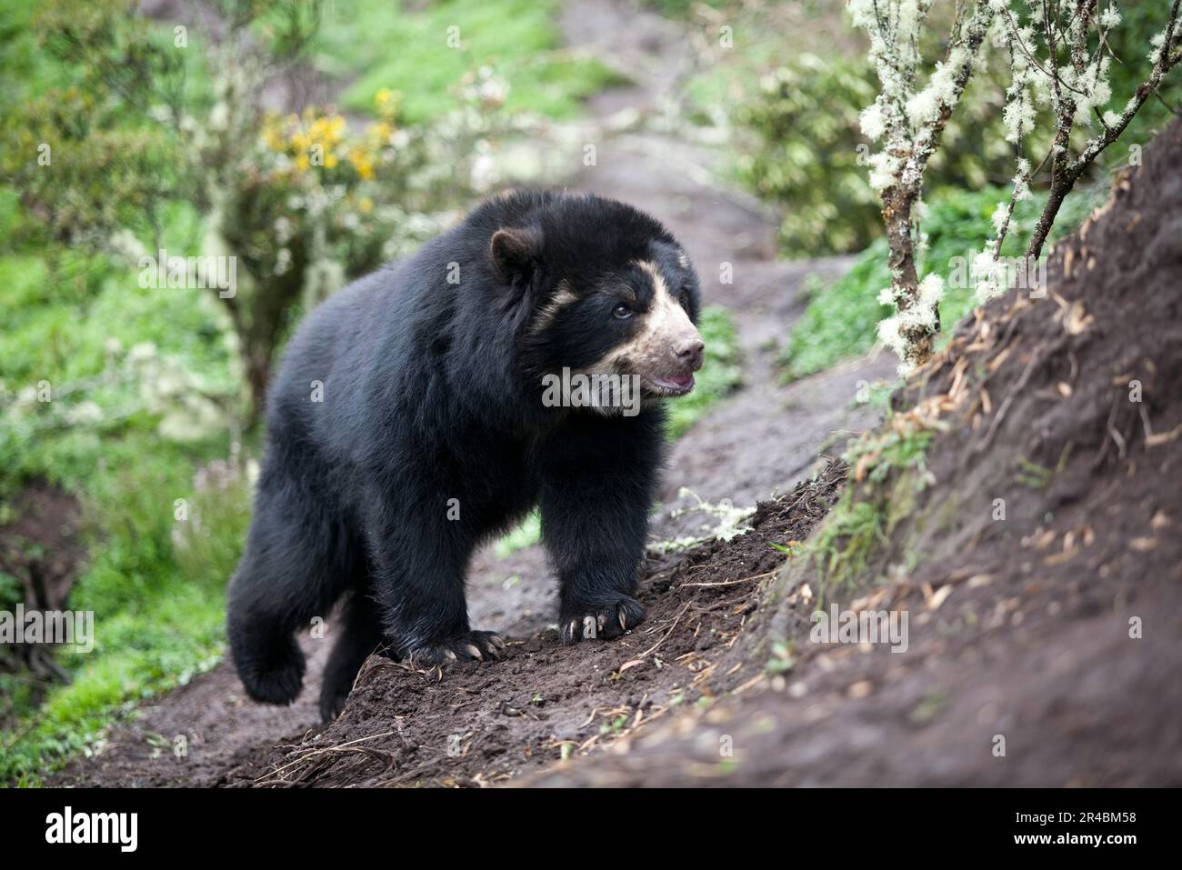 Spectacled Bear (Tremarctos ornatus), rehabilitation enclosure of ...