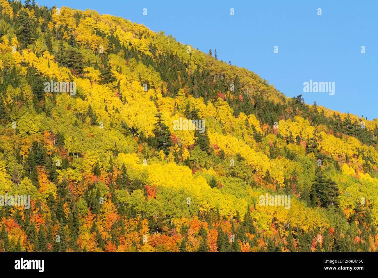 Mixed forest, Gaspesie Peninsula, Quebec, Canada Stock Photo - Alamy