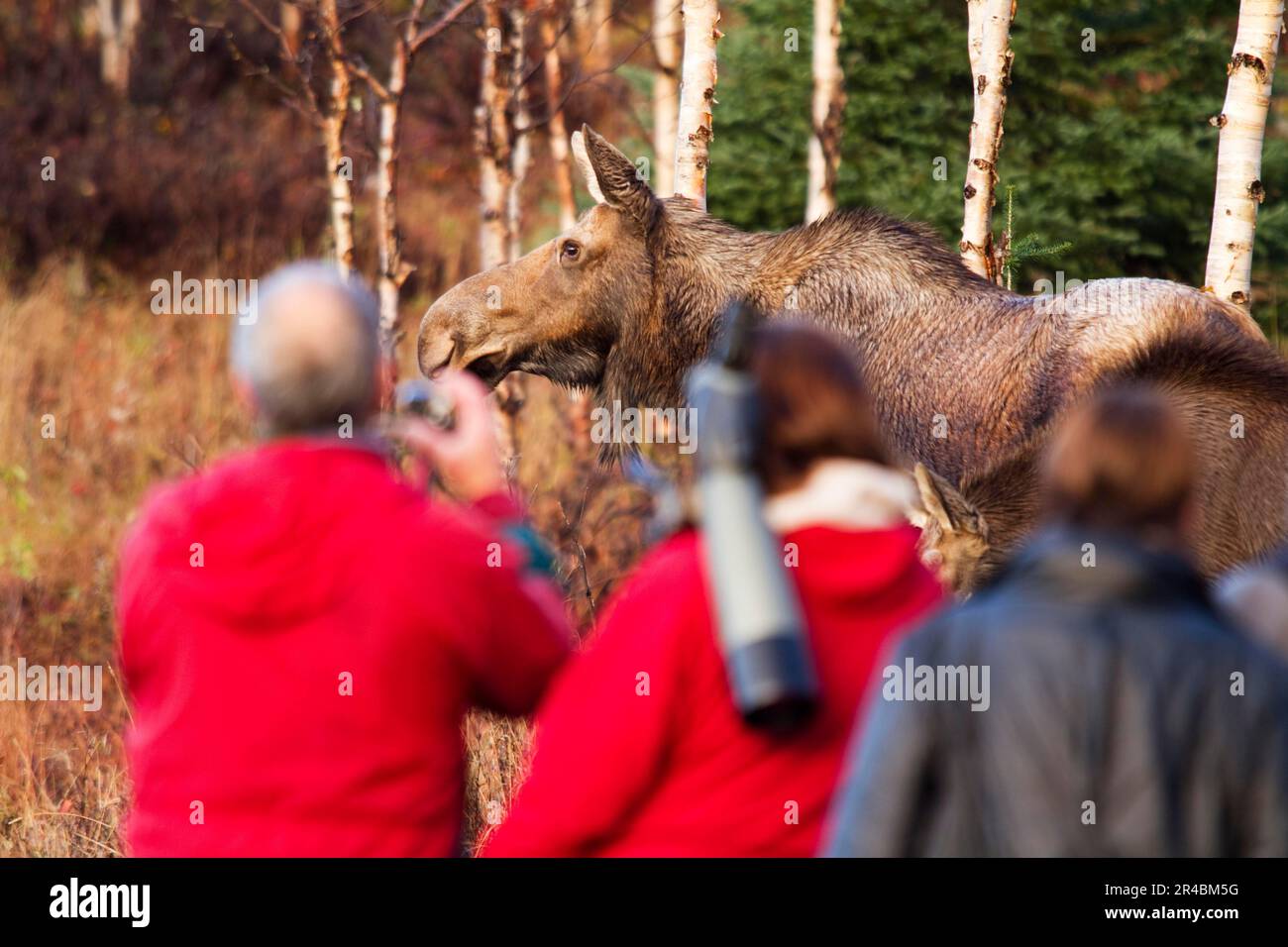 People watching Moose (Alces alces), Gaspesie national park, Quebec ...