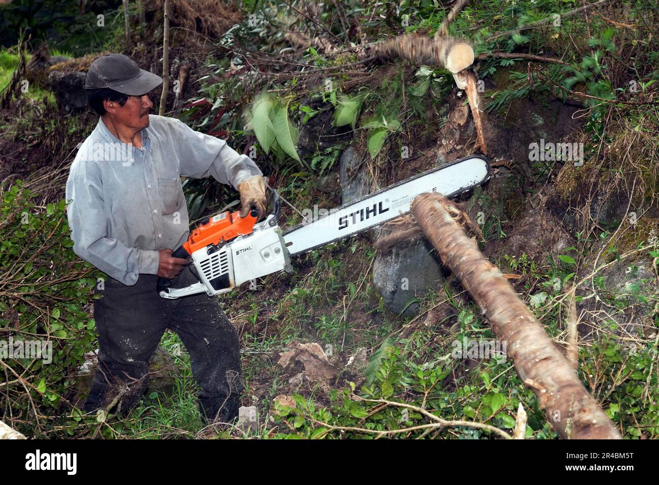 Man cutting trees in cloud forest, Imbabura province, Ecuador, chainsaw ...