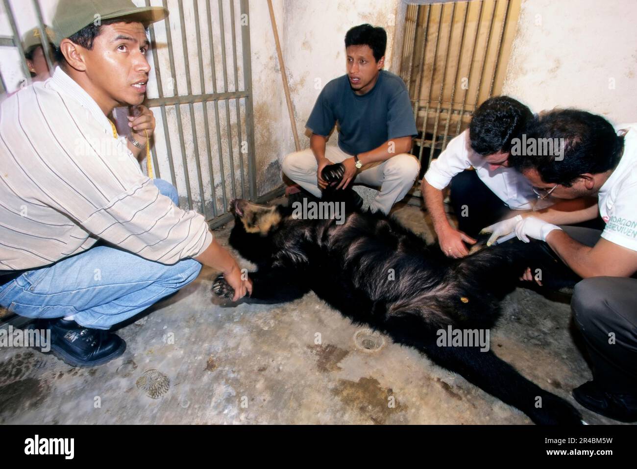 Biologists taking blood samples of Spectacled Bear (Tremarctos ornatus ...
