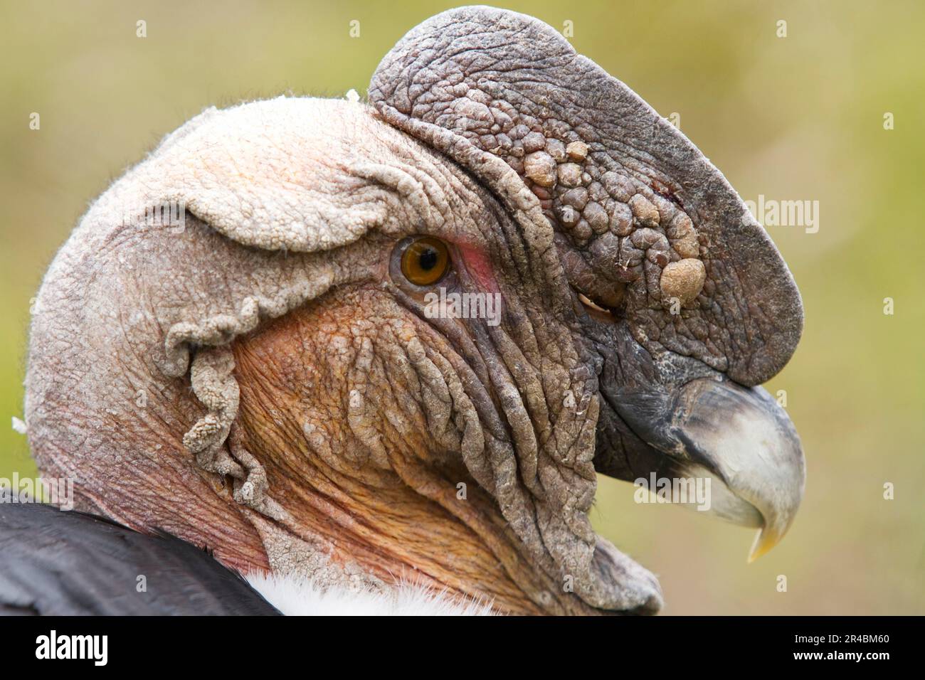 Andean Condor (Vultur gryphus), male Stock Photo - Alamy
