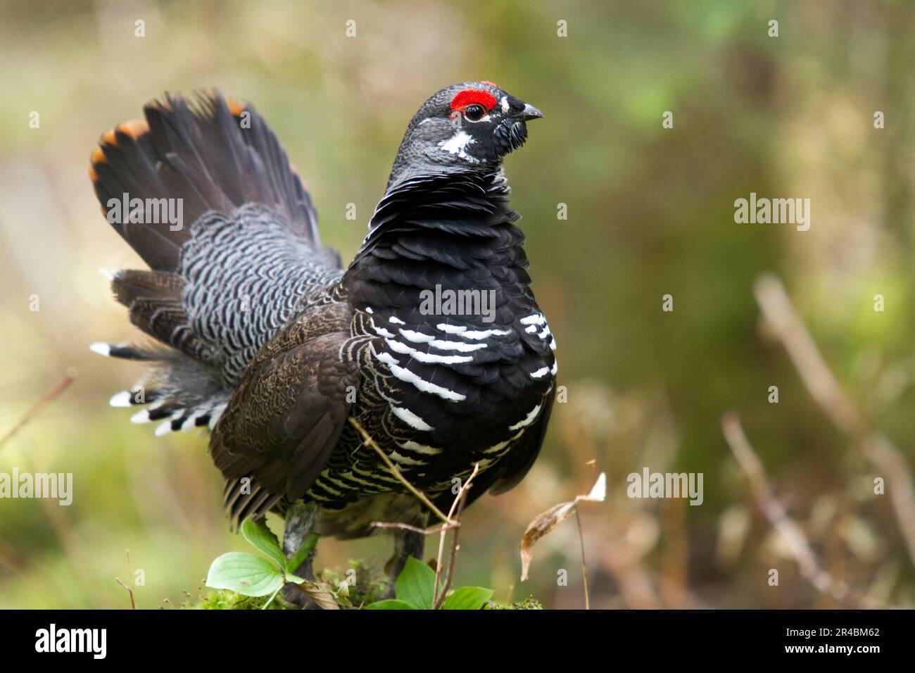 Spruce Grouse (Falcipennis canadensis), male, Gaspesie national park ...