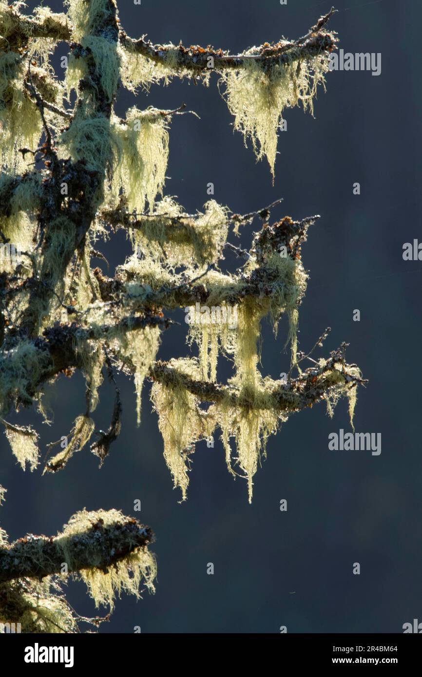 Bearded Lichen, Gaspesie national park, Quebec, Canada (Usnea Stock ...