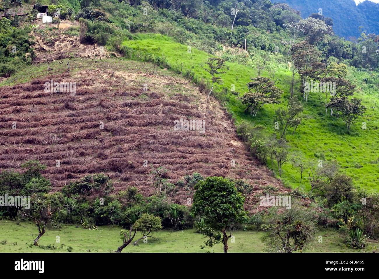 Agricultural land, deforestation of cloud forest, Imbabura province ...