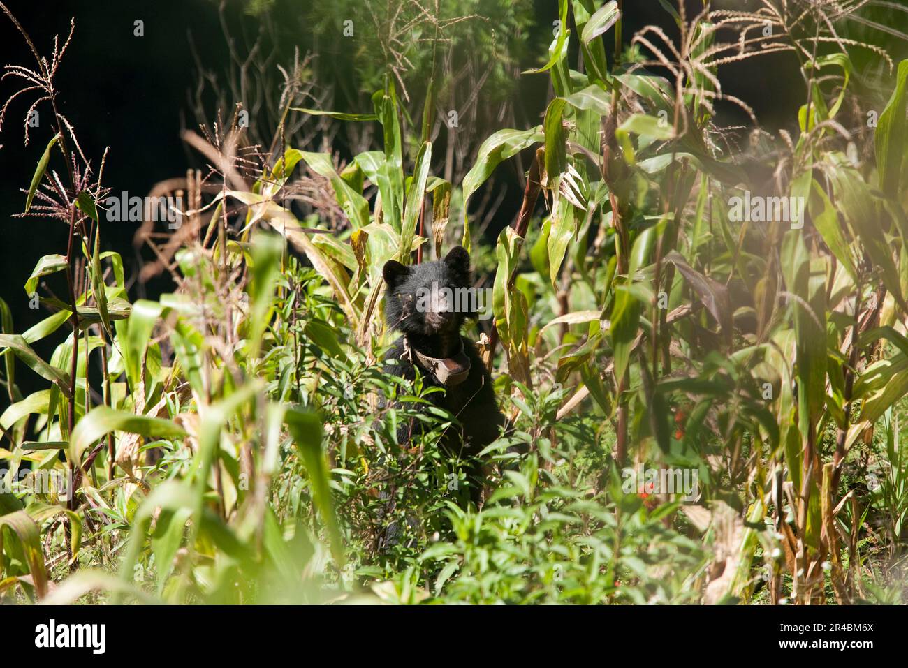 Spectacled Bear (Tremarctos ornatus) in corn field, province Imbabura, Ecuador, Andean Bear ...