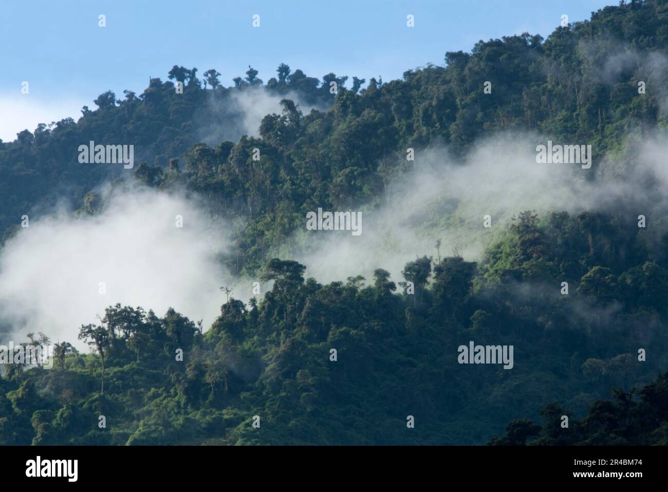 Cloud Forest, Cotacachi Cayapas Ecological Reserve, Imbabura Province ...