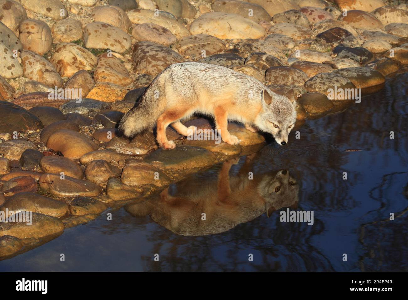 Corsican fox (Vulpes corsac Stock Photo - Alamy