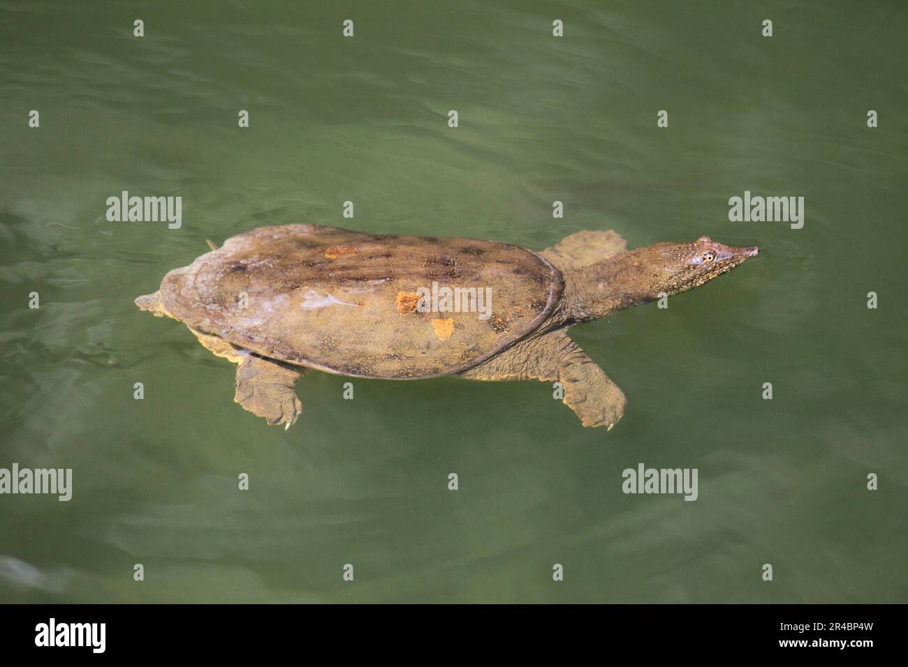Chinese soft-shelled turtle (Trionyx sinensis Stock Photo - Alamy