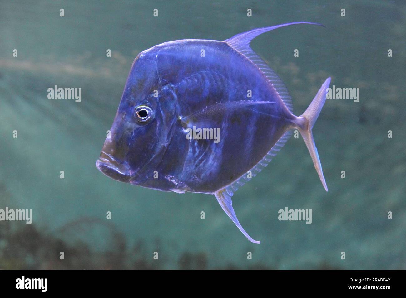 Bottom gazer, horse head, horse head fish, bottom gazer mackerel ...