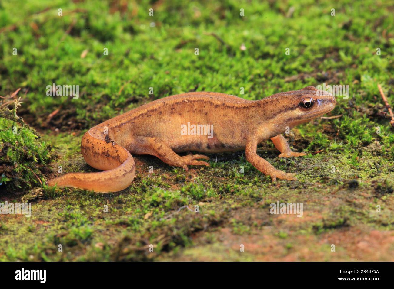 Common newt (Triturus vulgaris), Garden newt, Water newt, Striped newt ...