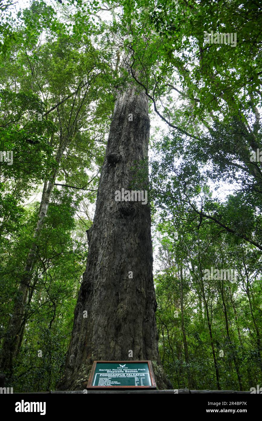 View at the Big Tree of Tsitsikamma National Park on South Africa Stock ...