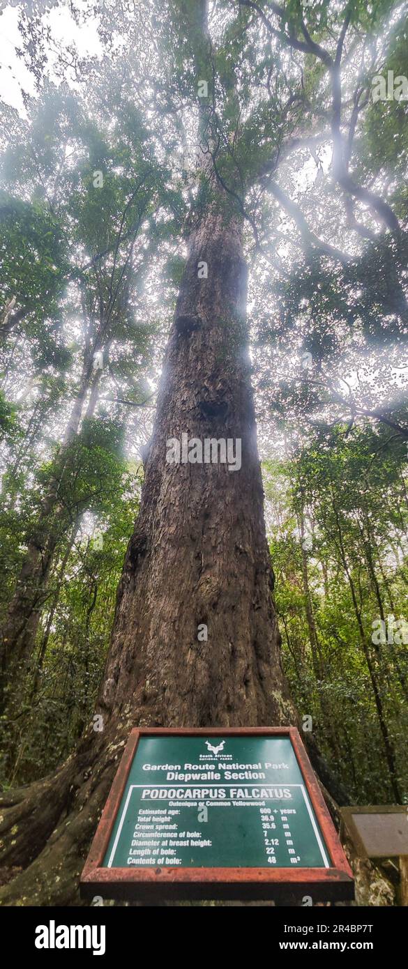 View at the Big Tree of Tsitsikamma National Park on South Africa Stock ...