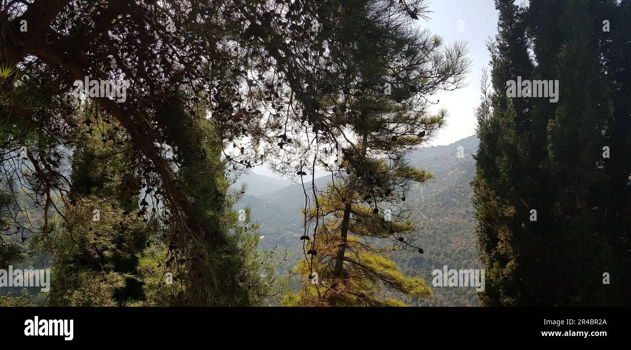 A scenic view of green trees in mountains in Lebanon Cedar Reserve ...