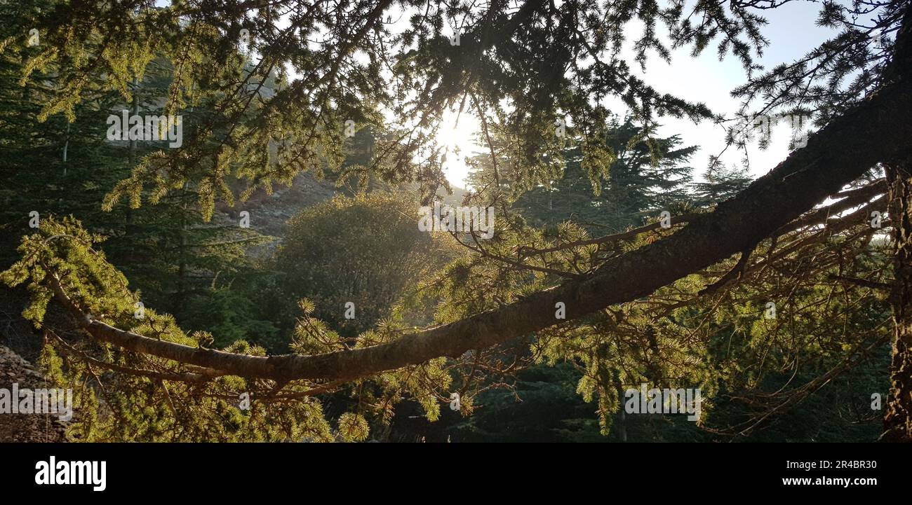 A scenic view of green trees in mountains in Lebanon Cedar Reserve ...