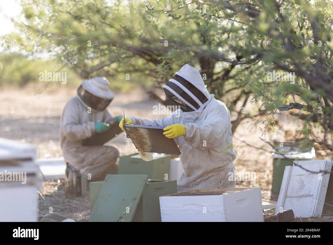 A beekeeper is carefully inspecting a beehive in a natural, rural ...
