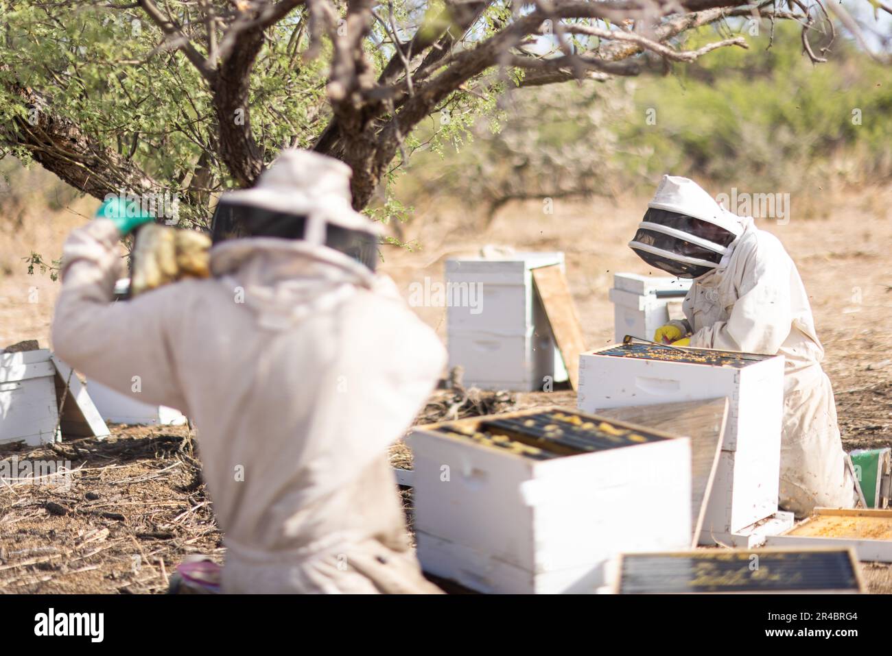 A beekeeper stands in a bee suit holding their arms up, while two bees ...