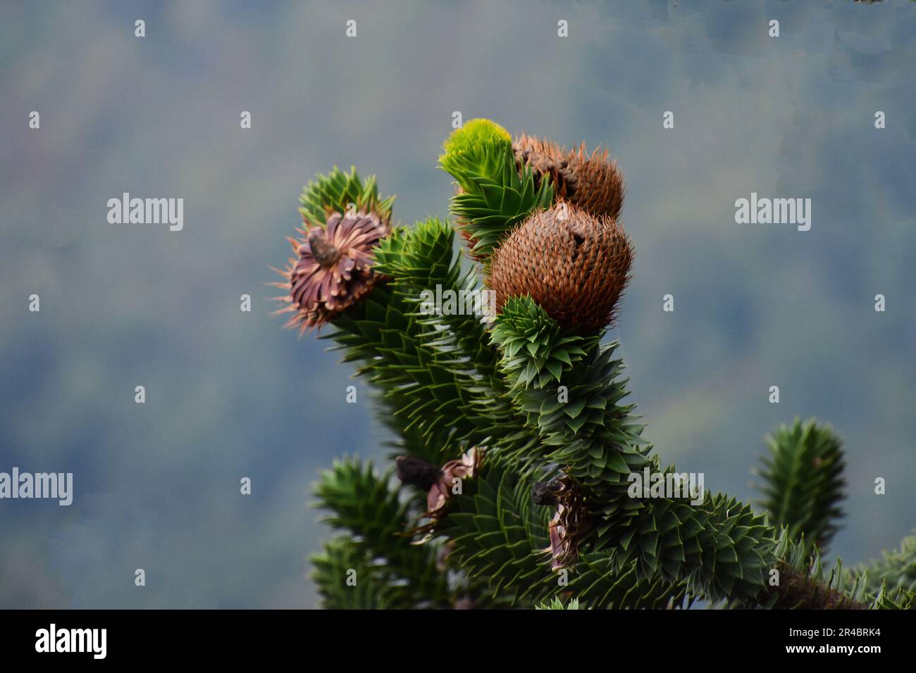 A vibrant succulent green plant with flower buds against a backdrop of ...