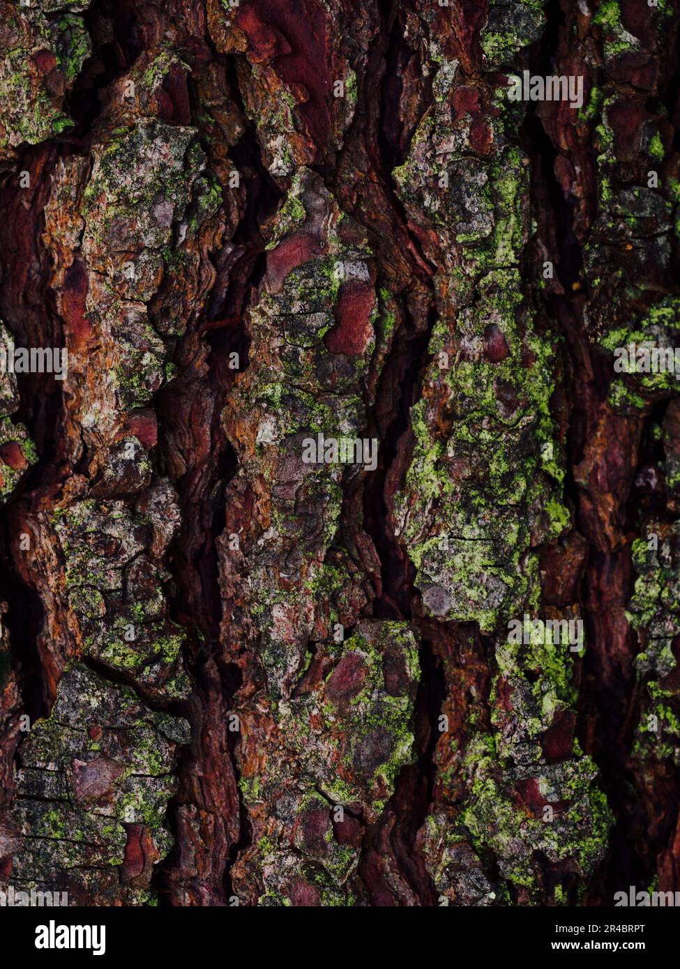 Thick veil hi-res stock photography and images - Alamy