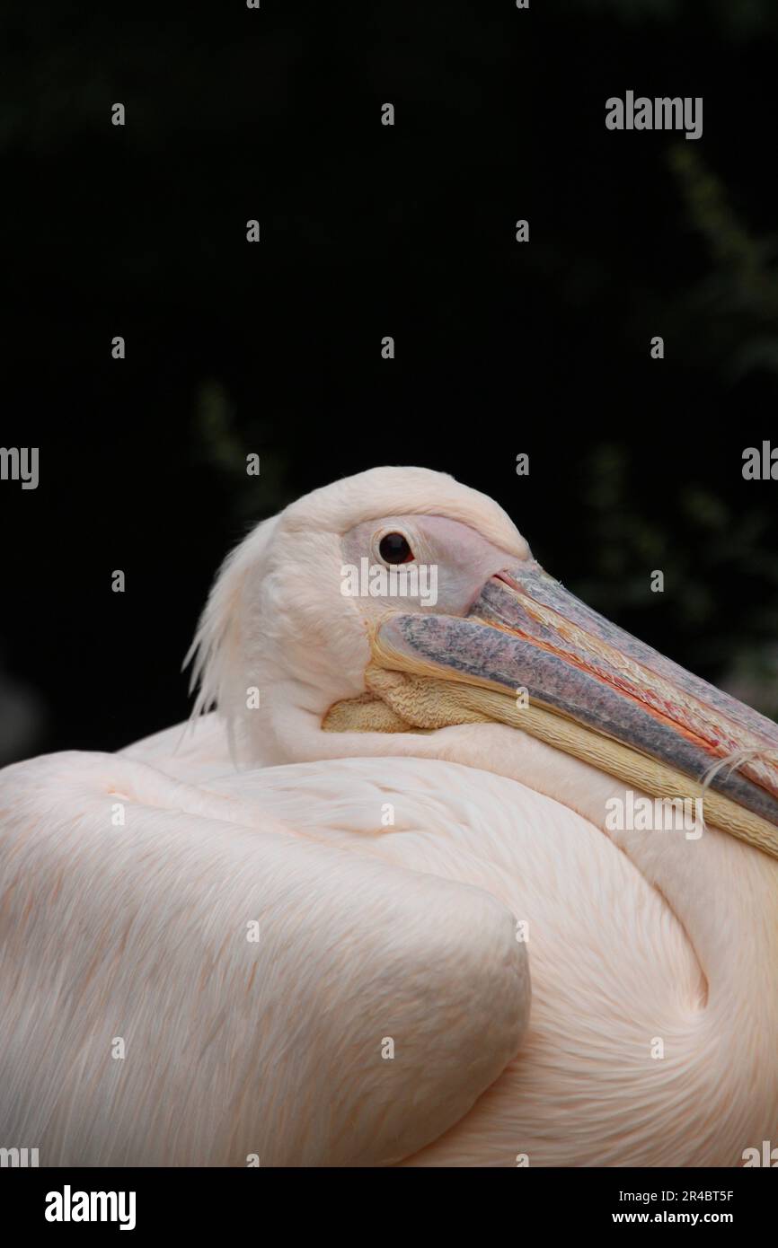 A majestic white bird stands in the sun, its long beak open in a ...