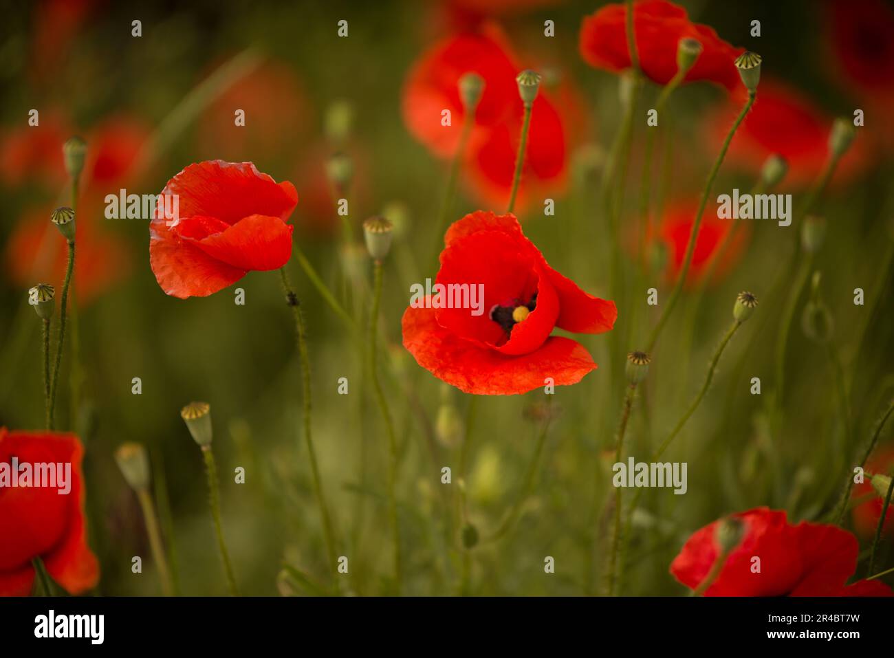 Wild poppies swaying in wind hi-res stock photography and images - Alamy