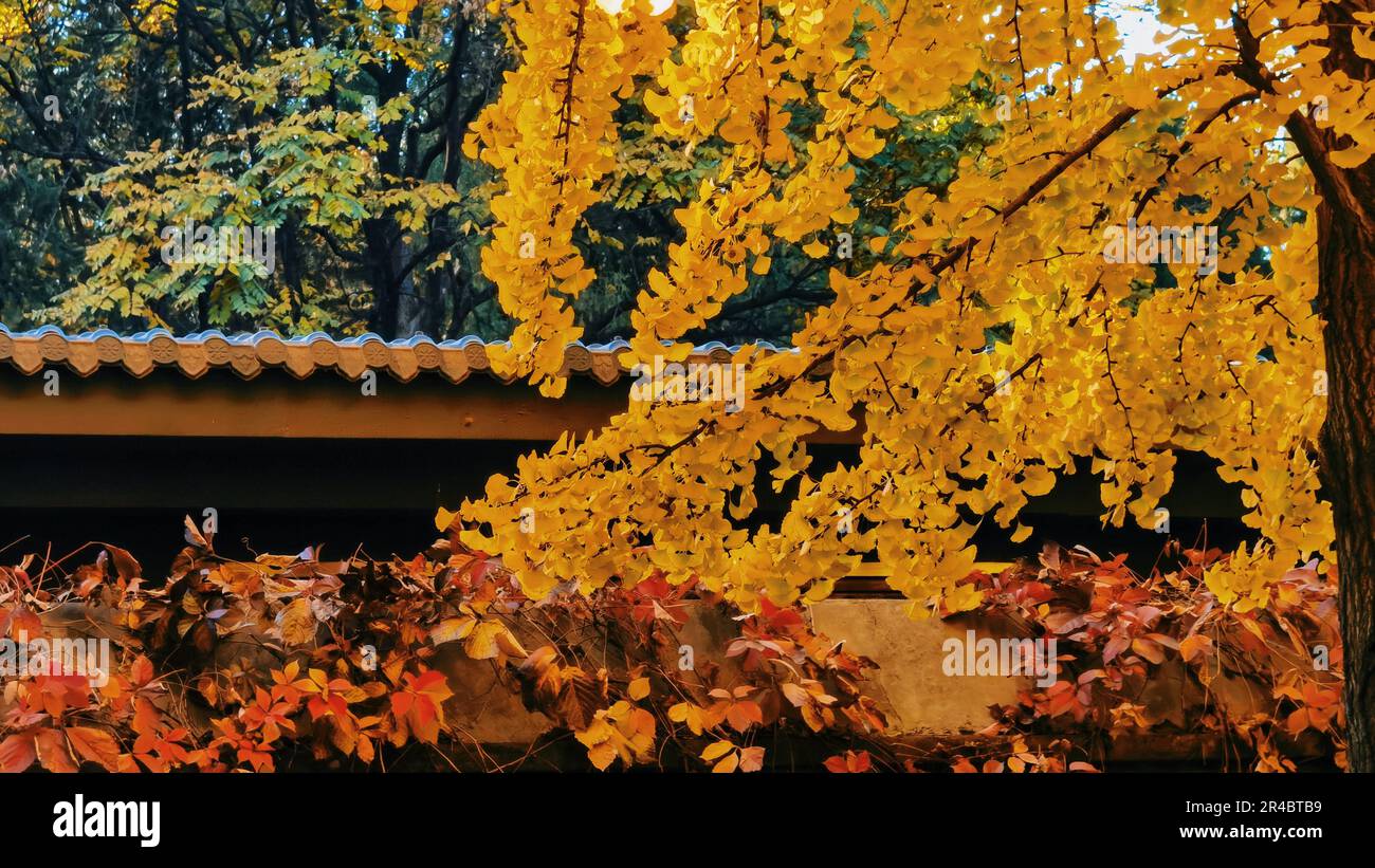 An idyllic outdoor scene featuring a carpet of vibrant fall foliage in ...