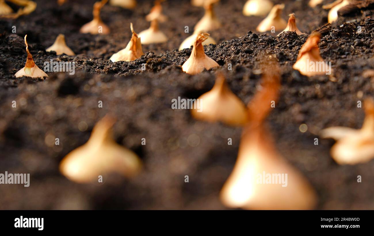 Onion weed bulbs hi-res stock photography and images - Alamy