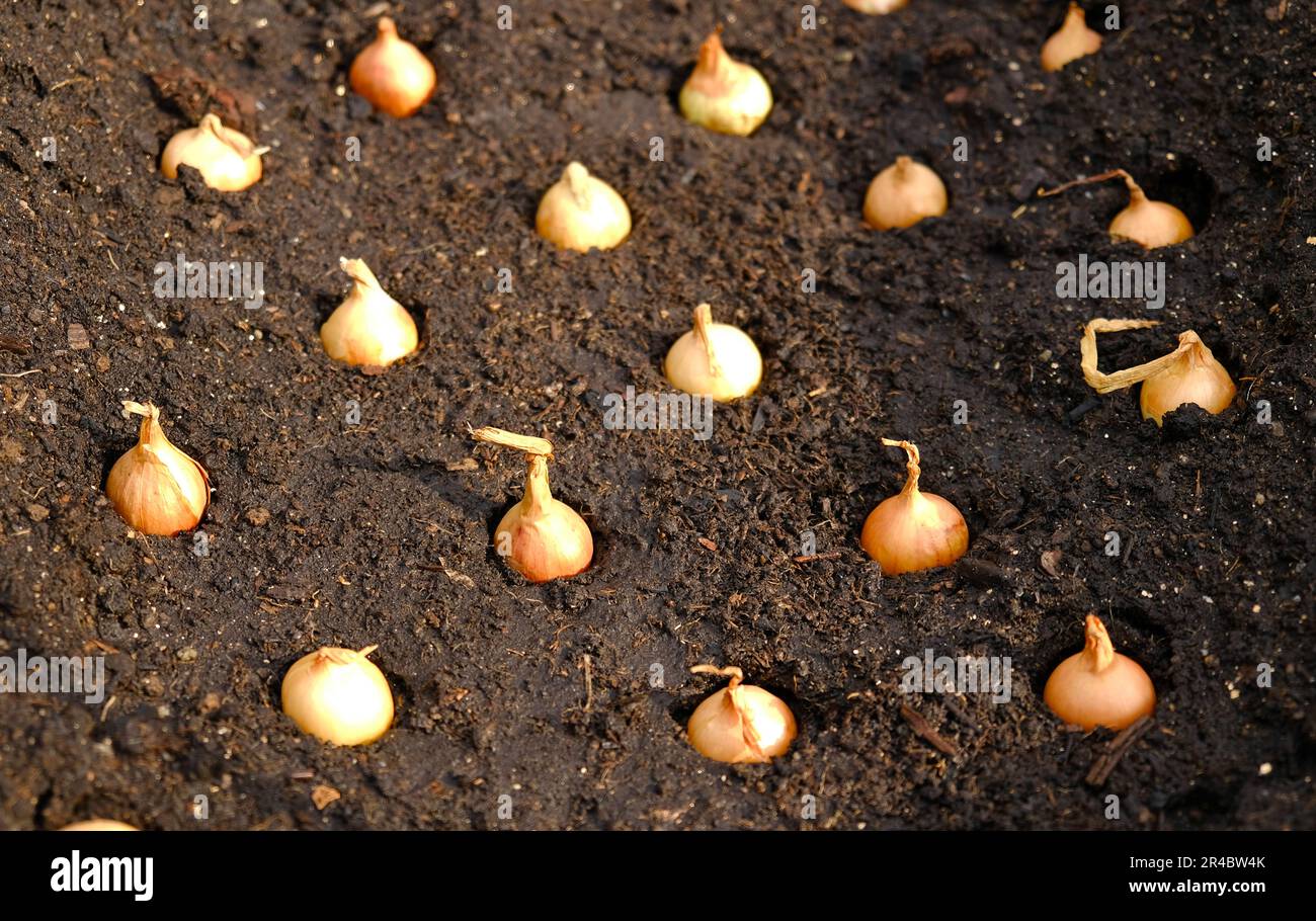 Onion weed bulbs hi-res stock photography and images - Alamy