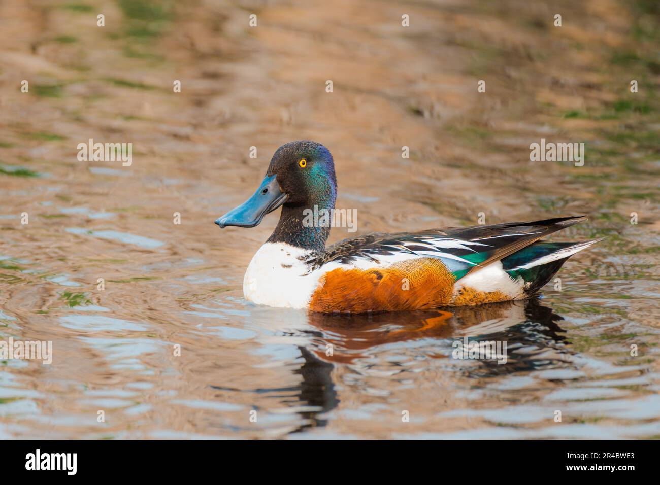 Puddle dive hi-res stock photography and images - Alamy