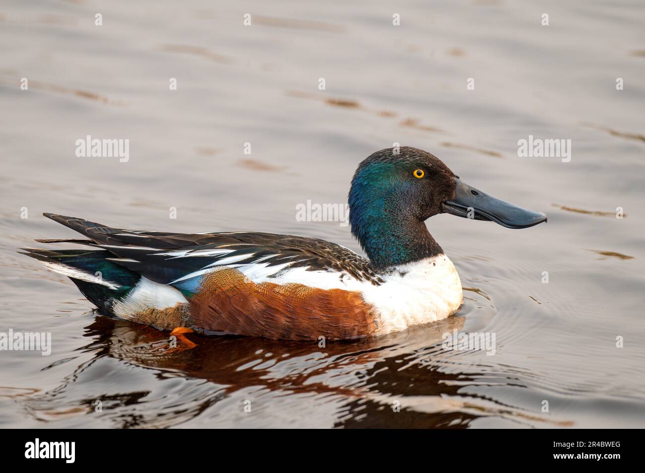 A shoveler (Spatula clypeata) swimming in a shallow puddle of water ...