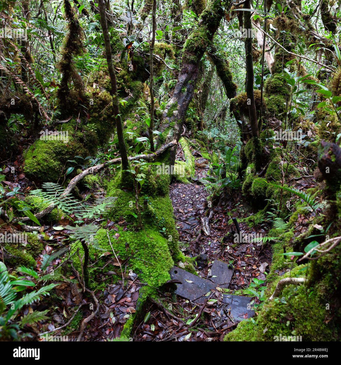Trail in jungle. Moss covered trees in tropical rainforest. Hike to ...