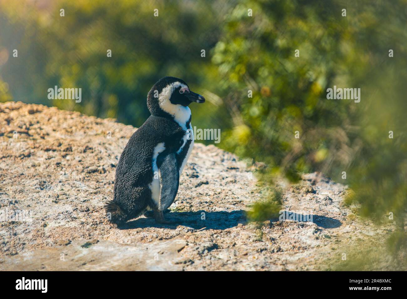 A single penguin stands atop a rugged rock formation, overlooking the ...