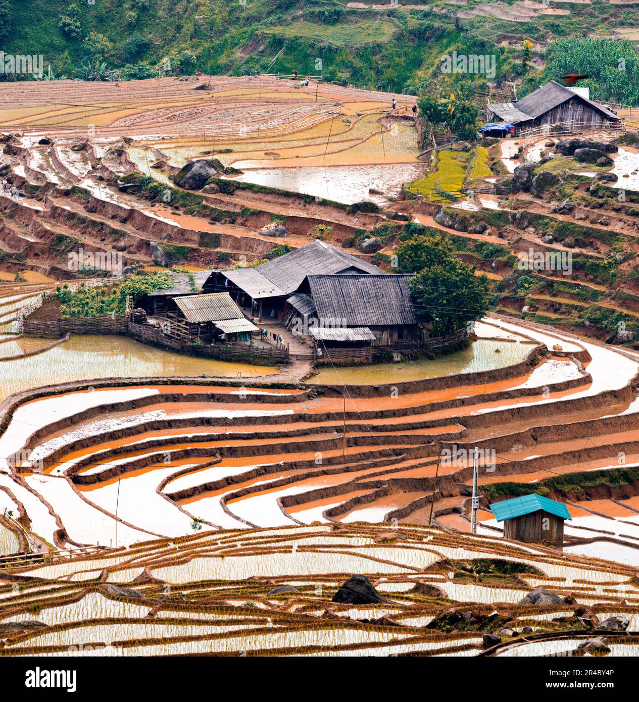 In the rainy season, the terraced fields are poured, famers transplant ...