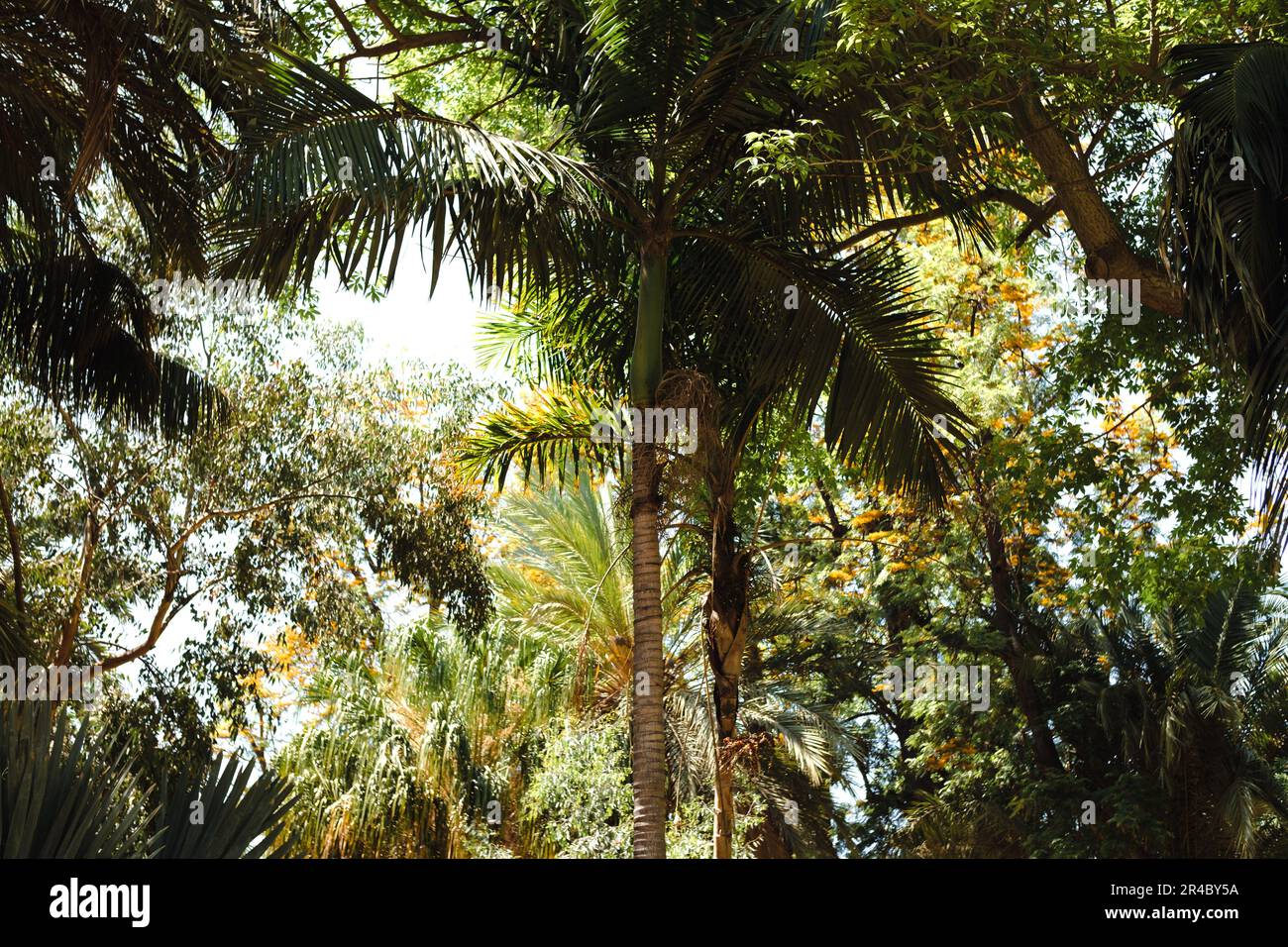 Tropical foliage in a city park. Natural green background with copy ...