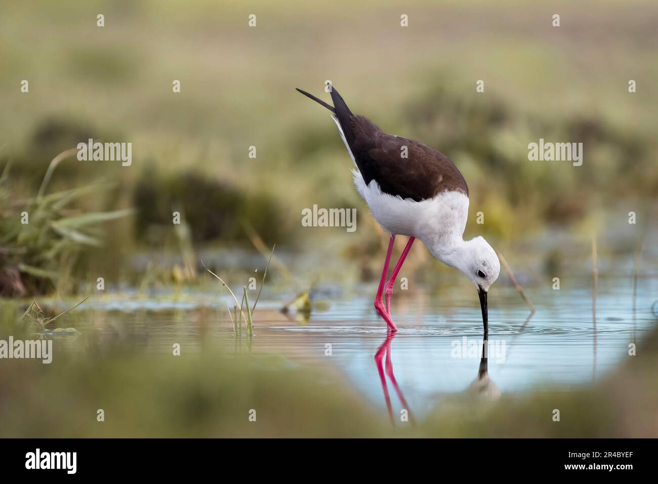 A black-winged stilt standing in shallow waters surrounded by lush ...